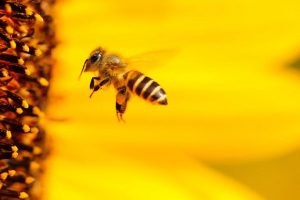 10 Buzz-Worthy Facts About Pollinators - refactoid