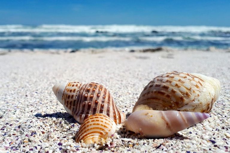 5 Spectacular Facts About Seashells - refactoid