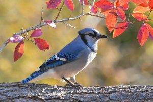 5 Fun Facts About Blue Jays - refactoid